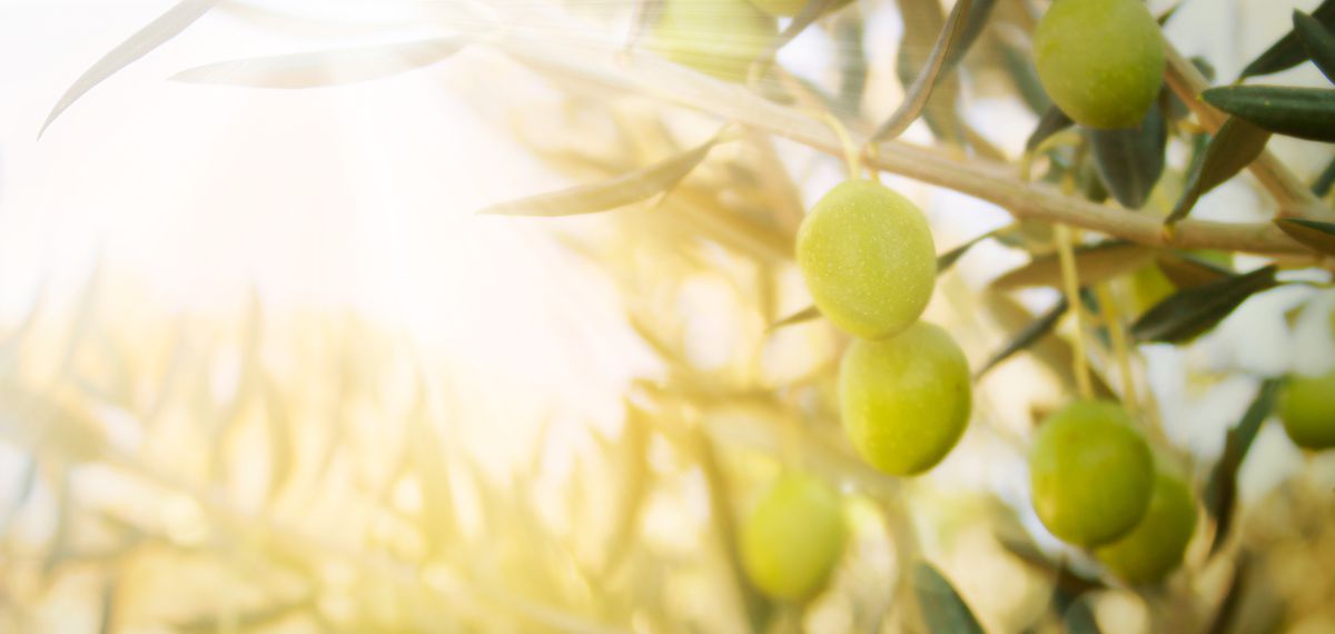 Al Jameel International